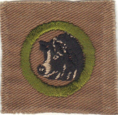 BOY SCOUT HOG & PORK PRODUCTION SQUARE MERIT BADGE (TYPE A) WITH BSA ...