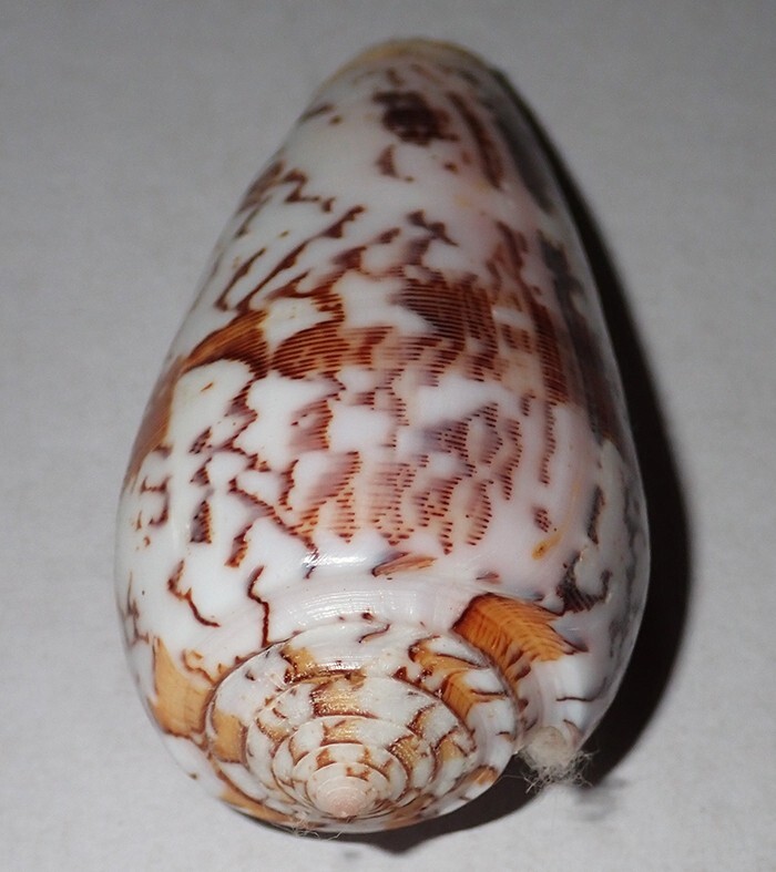 68 mm Conus Striatus + Operculum Cone Seashell #AB3 Racha Island Phuket ...