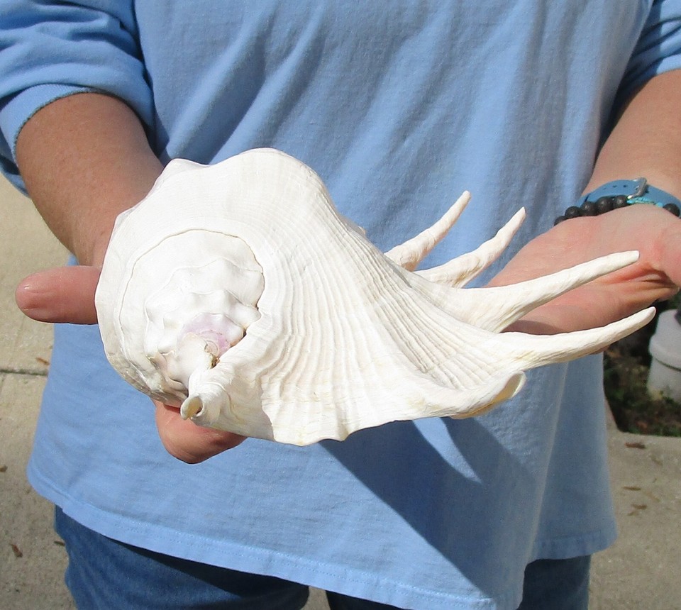 13 X 8 inch Beautiful Giant Spider Conch shell, seashell #50205 | eBay