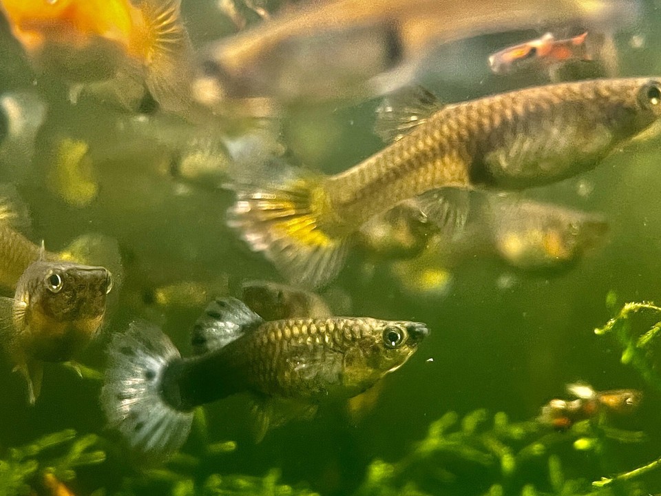 Fancy Mutt Guppy LIVE FRY PACK - 25+ Home Raised - Spring Shipping ...