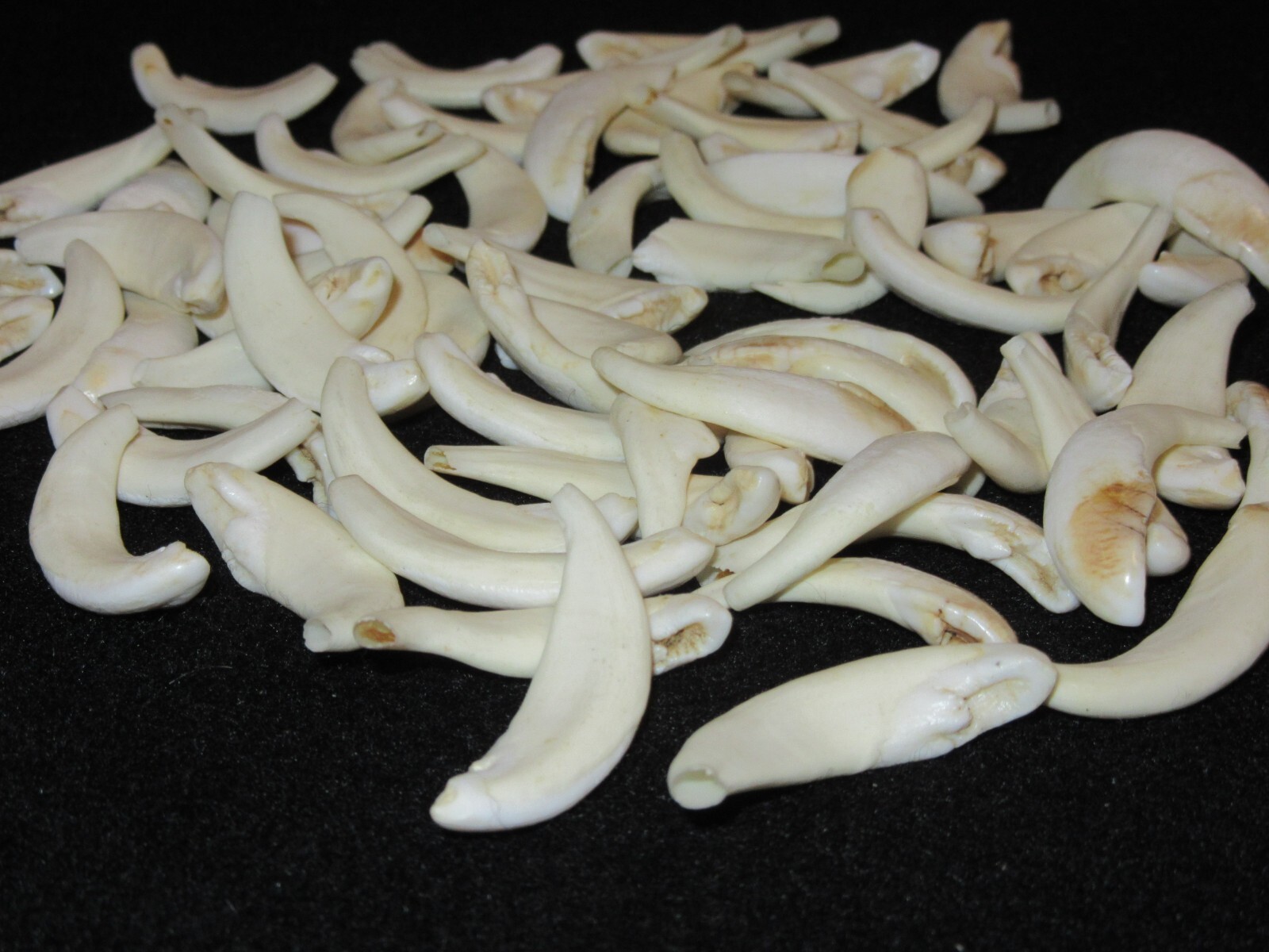 Genuine wild boar teeth, trophy, taxidermy, | Grelly USA