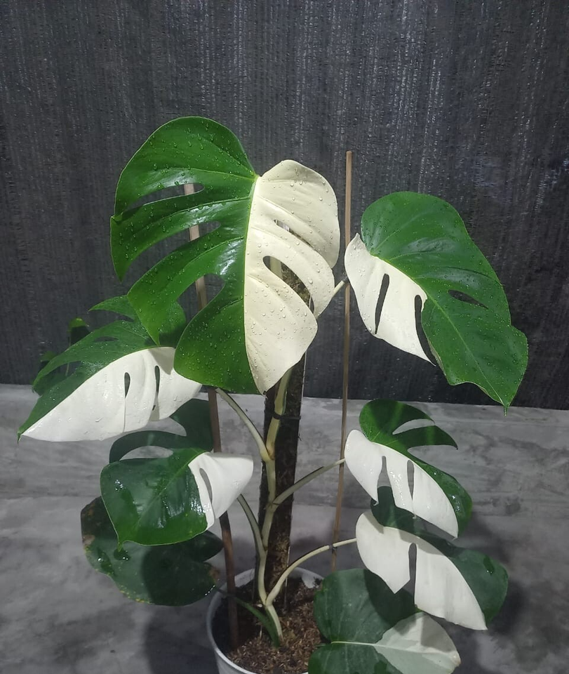 Real Pict Monstera Albo Halfmoon Variegated Big Leaves Rare Plant | eBay