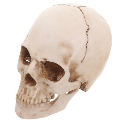 Set of 2 Skull Decoration Human Model for Anatomy Halloween Skulls ...
