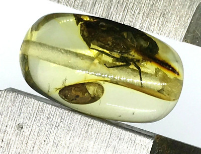 AMBER Barrel Bead with INSECT DRILLED For Prayer Bracelet Necklace ...