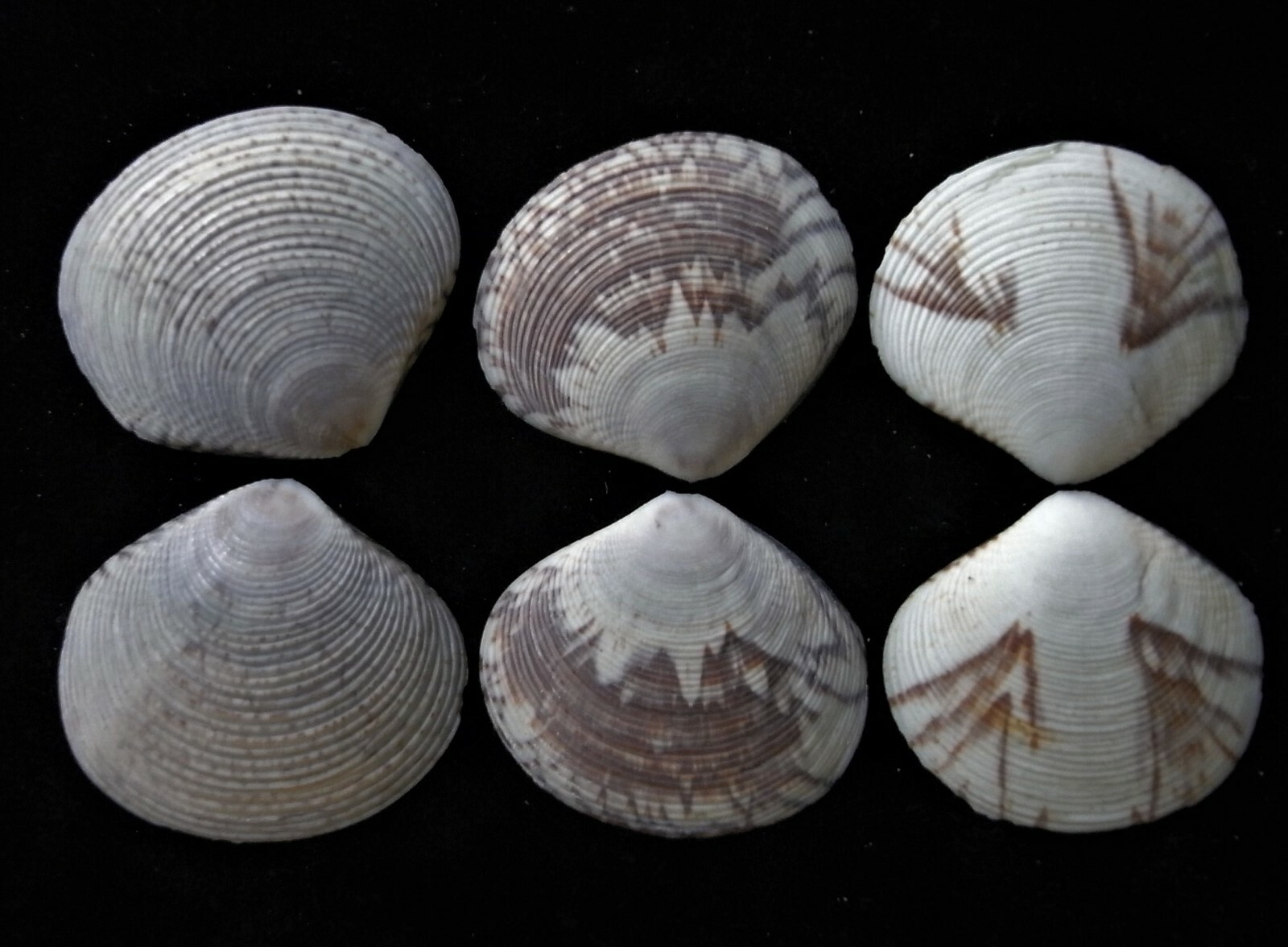 seashell SET OF 3 Circe scripta SELECTED PATTERN 35-39mm Gem/F+++ | eBay