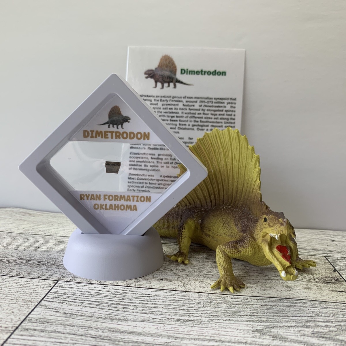 Fósiles De Dimetrodon Huesos Del Esqueleto De Dimetrodon Mini Etsy