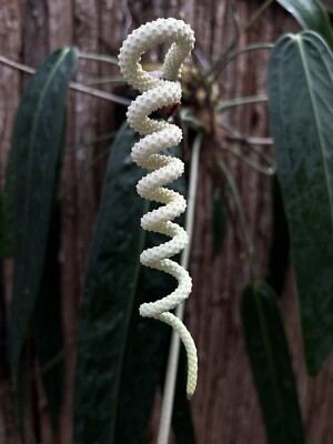 Anthurium wendlingeri - Curly spadix form (seed grown) - Rare aroid | eBay