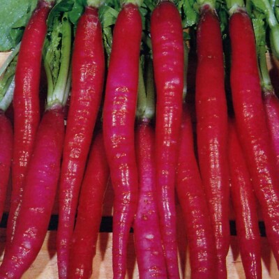 RADISH Fire Candle 100+ Seeds VEGETABLES GARDEN Grow | eBay