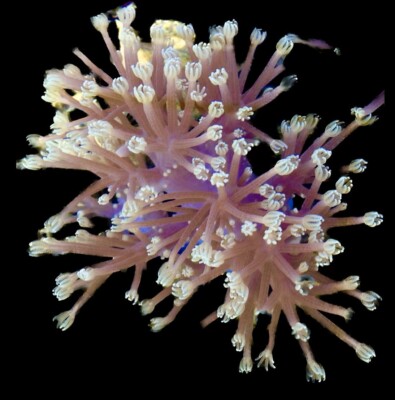 Live Coral Soft Cespitularia Purple 1"-2" | eBay