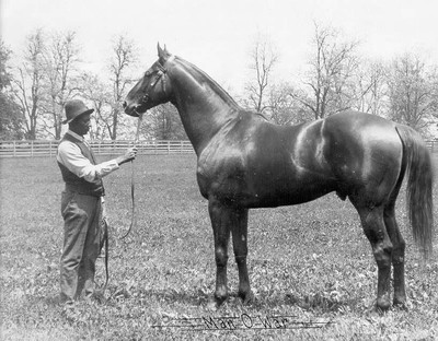 MAN O WAR HORSE RACING 8x10 Photo Print | eBay