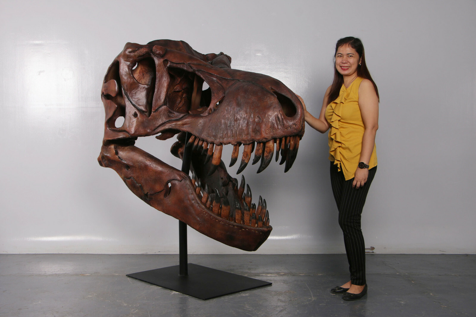Tyrannosaurus Rex Skull Fossil replica | eBay