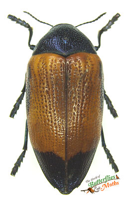Jewel Brown Beetle Sternocera Hunteri SET x1 A1- Entomology Specimen ...