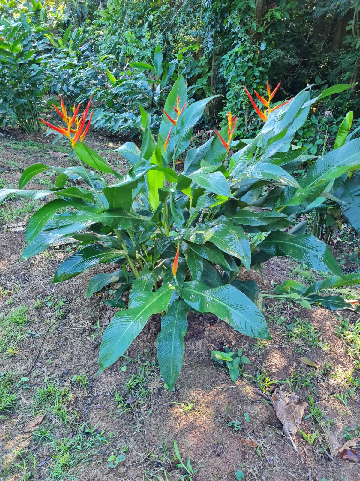 DWARF HELICONIA CARMASITA LIVE RHIZOME TROPICAL PLANT | eBay
