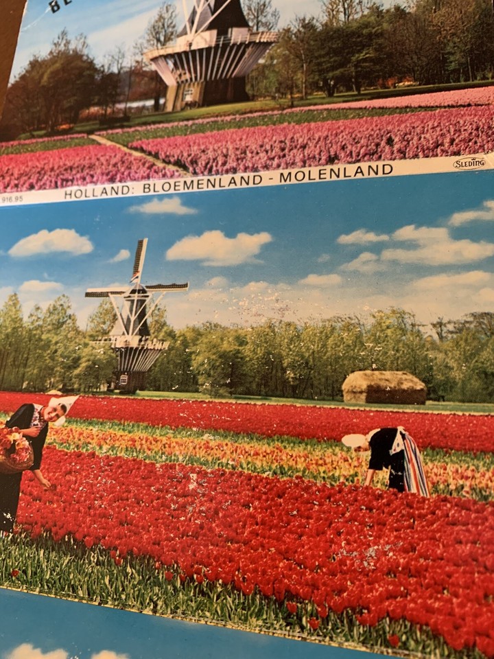 Holland Postcards Lot Bloemenland Molenland Land Of Windmills & Blooms ...