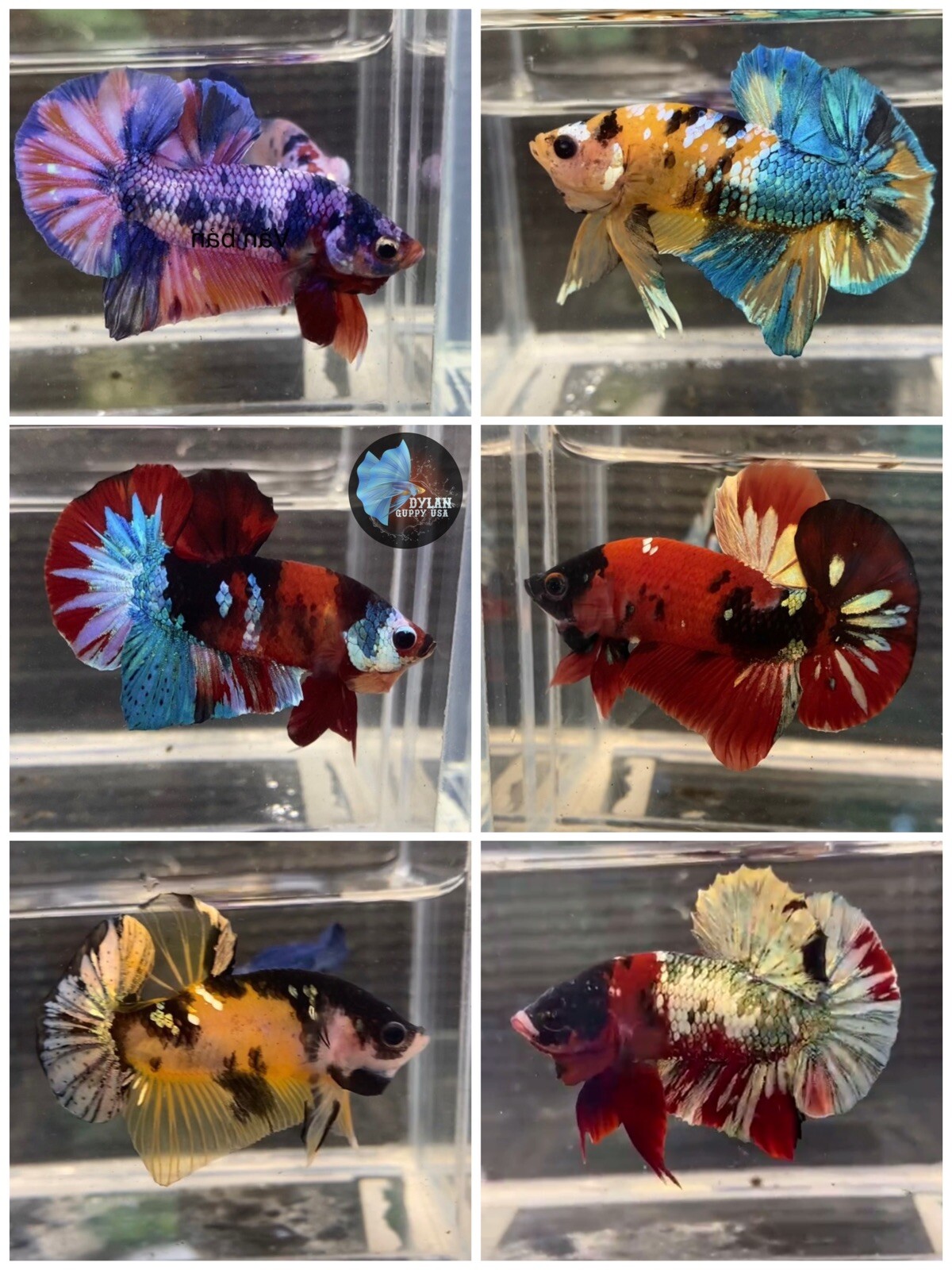 1 Pair-Koi Multiple Galaxy color Live Betta Fish Halfmoon Koi Nemo ...