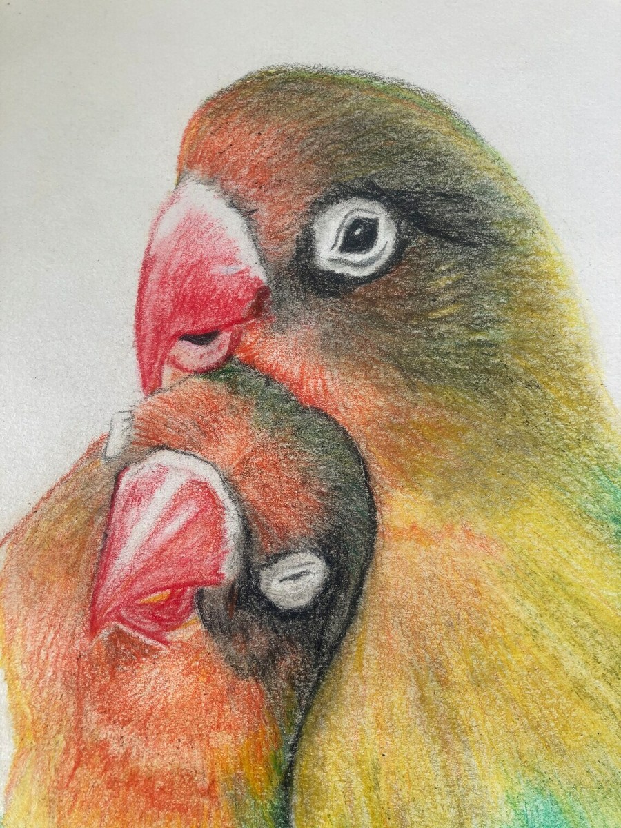 Love Bird Drawing In Color How To Draw Beautiful Bird || Bird Drawing