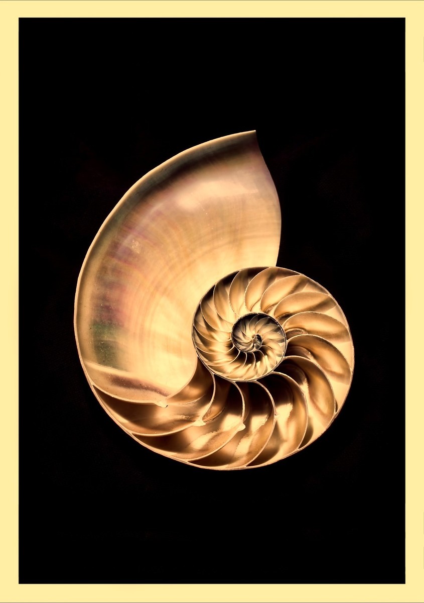 Chambered Nautilus Shell Drawing 20,300+ Nautilus Shell Stock Photos,