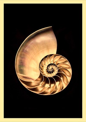 NEW V2 NAUTILUS SHELL GOLDEN PHI GEOMETRY NATURE WALL ART ARTWORK PRINT ...