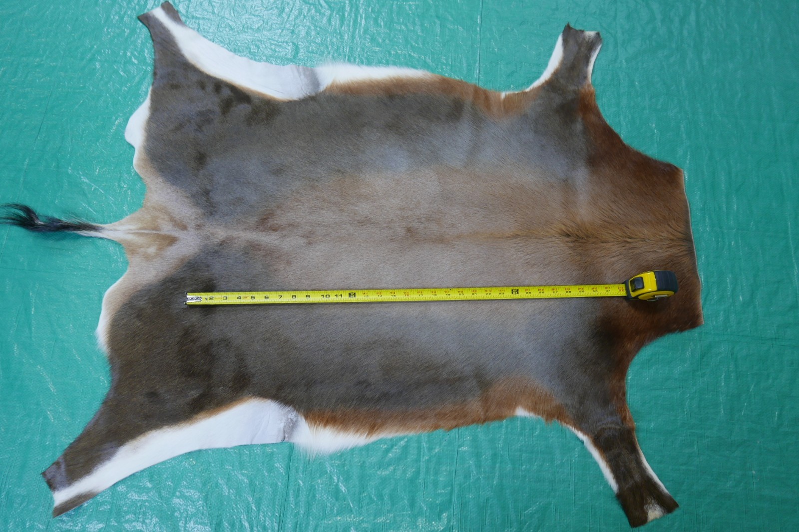 Blesbok Skin, Antelope Skin, Deer skin ~Size: 4'X3' African Antelope ...