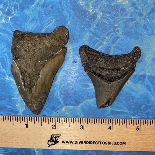 MEGALODON SHARK TOOTH 3.29” 2.40” Set of 2, HUGE TEETH MEG SCUBA FOSSIL ...