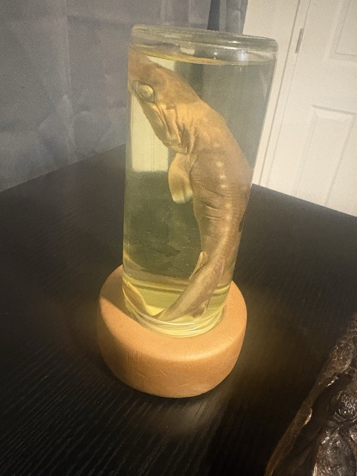 Alligator Head Real Gator, Small 6-inch Baby Shark In A Jar | eBay