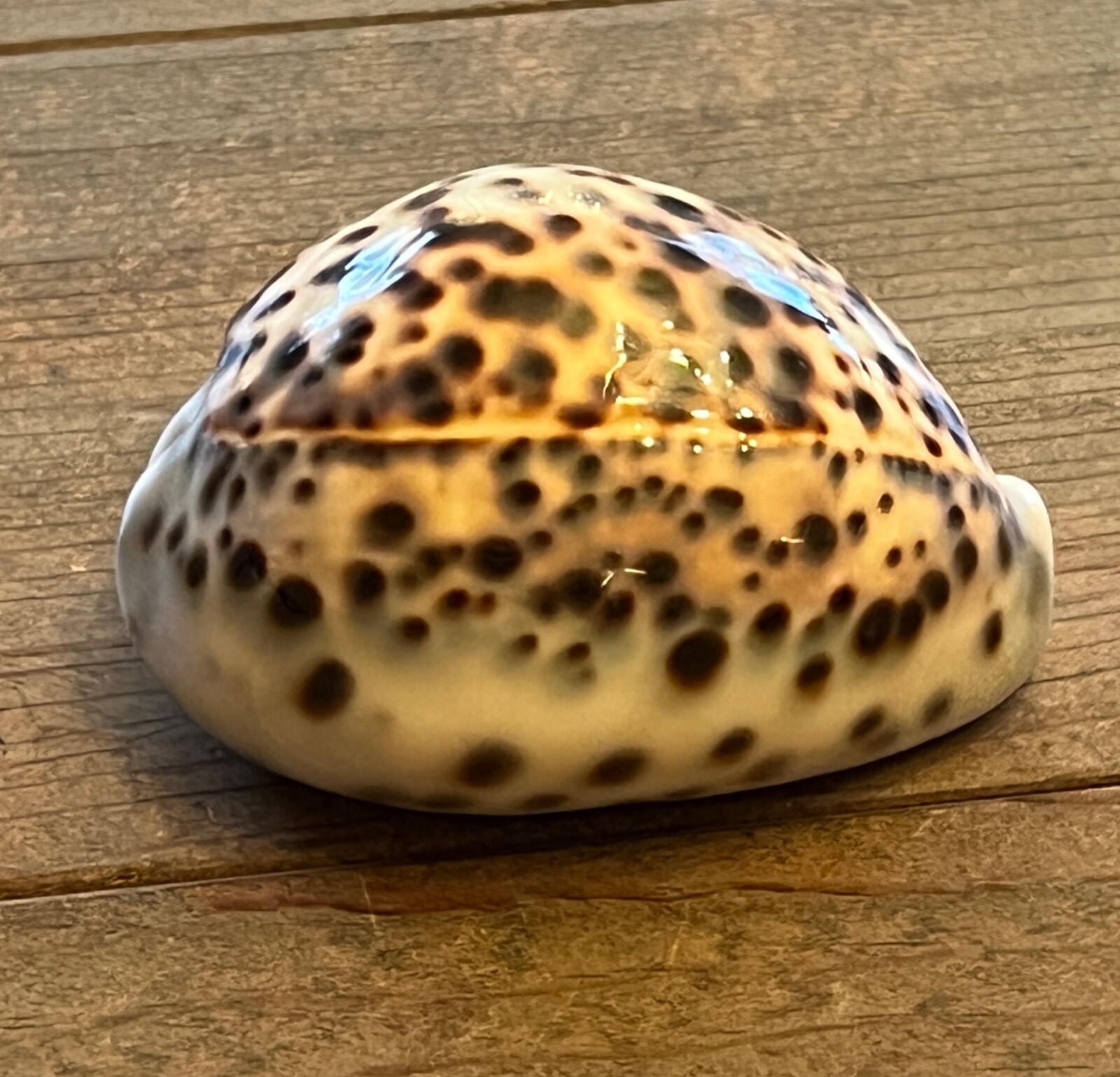 Cypraea Tigris