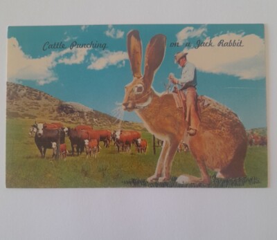 Cattle Punching On A Jackrabbit 1962 Cowboy Riding A Giant Bunny ...