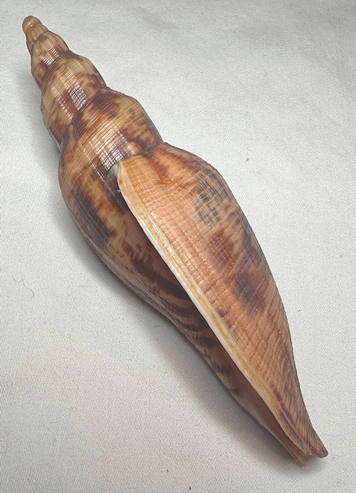 Fulgoraria hamillei ... F++ ... 131.5mm ... Large with dark pattern | eBay