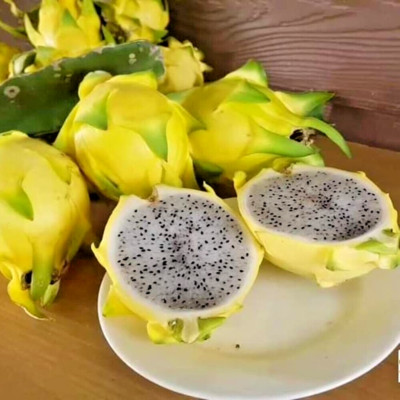 Dragon Fruit Yellow Pitaya Israeli Golden Isis Gold Live Cutting Type ...