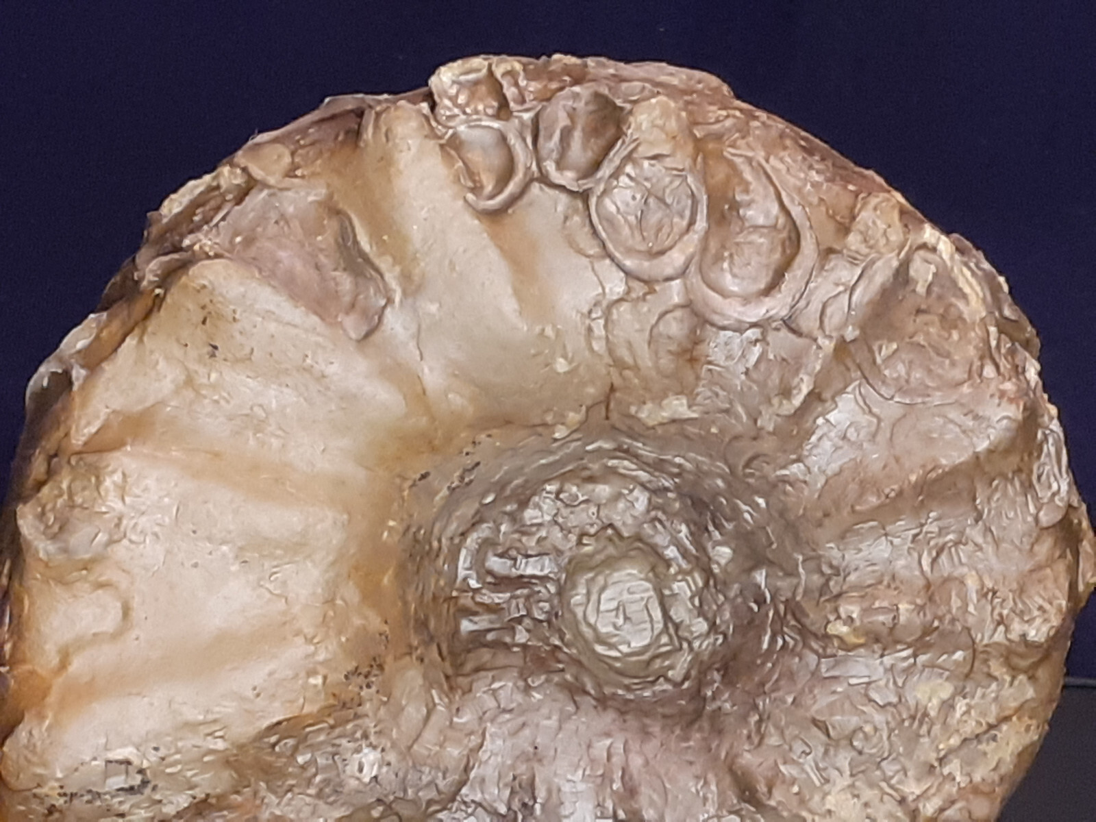 040 MAGNIFIQUE Ammonite CERATITES SPINOSUS MUSCHELKALK TRIAS | eBay