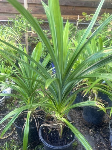 A Pot Pandan leaves Roots Live Plant 15"-20”tall Organic Growing ( cây ...