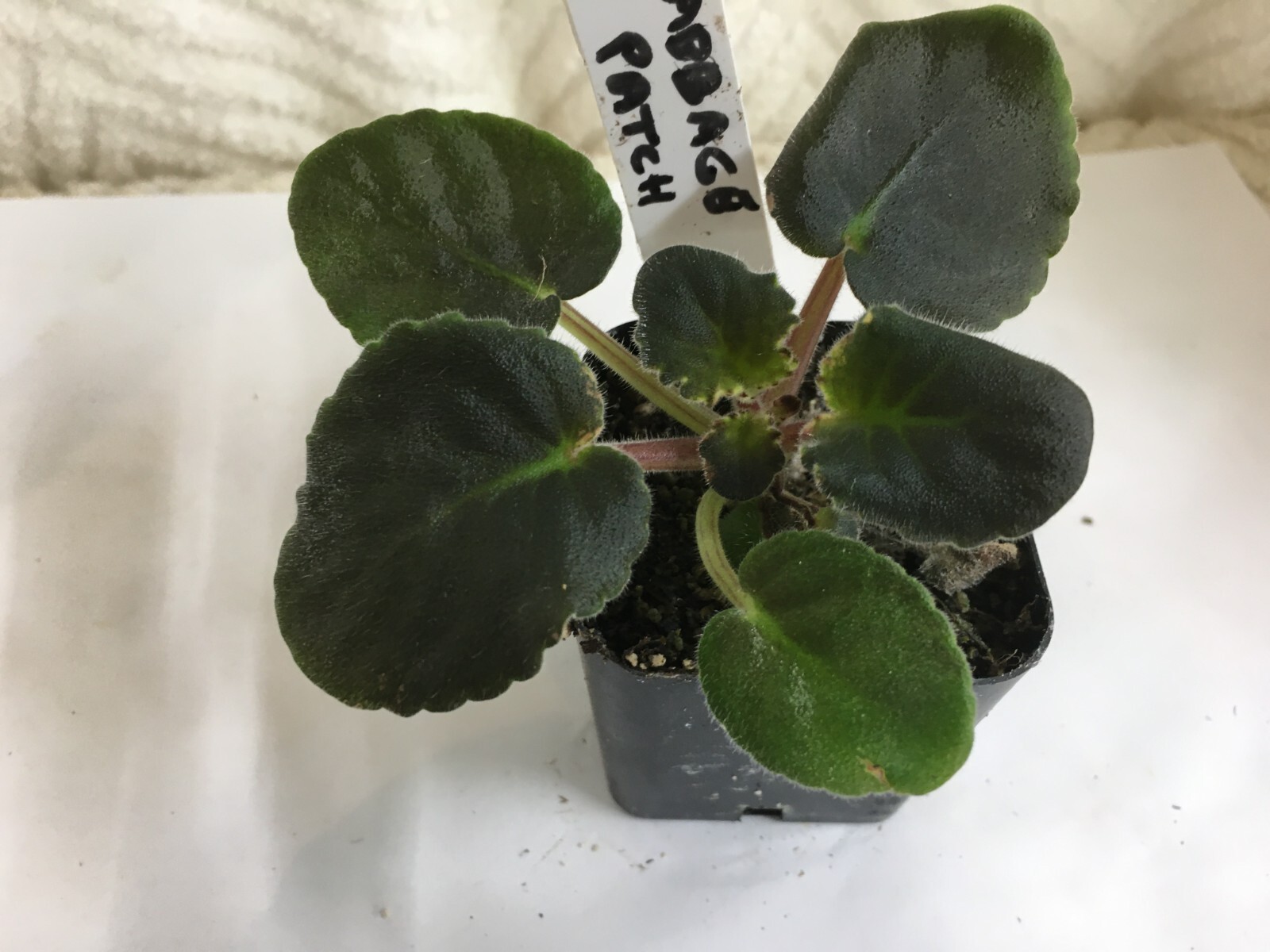Cabbage Patch African Violet Starter Plant | eBay