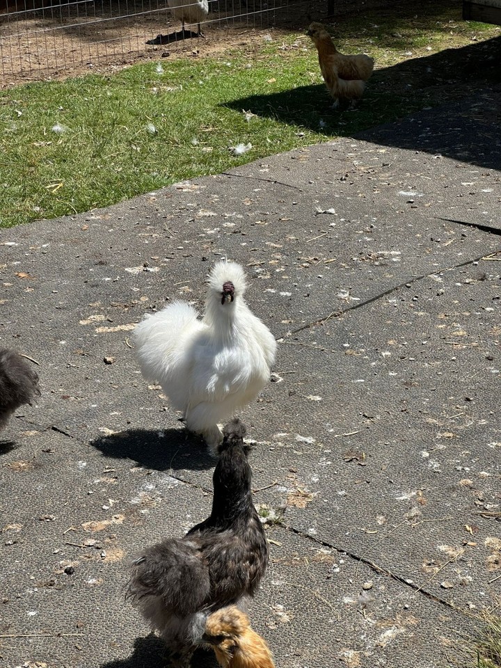 6 SILKIE HATCHING EGGS PARTRIDGE SPLASH FRIZZLE BUFF MOTTLED NPIP 335 1 ...