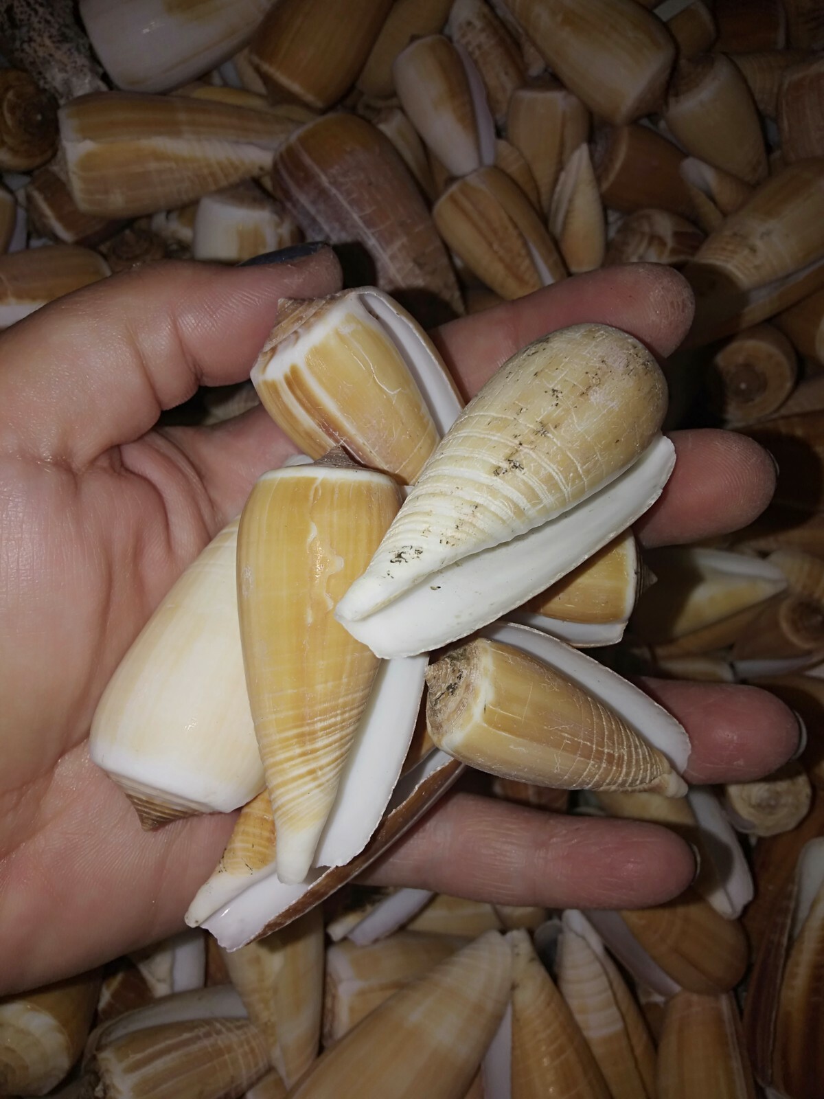 SEASHELL 500g conus radiatus seashell. Beach home coastal decor. Craft ...