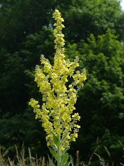 150 Great Mullein Seeds (Verbascum thapsus). Fresh Seeds From Healthy ...