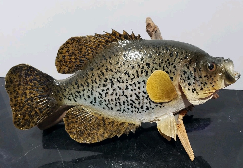 12 Inch Northern Crappie Fish Taxidermy Mount On Drift Wood | eBay