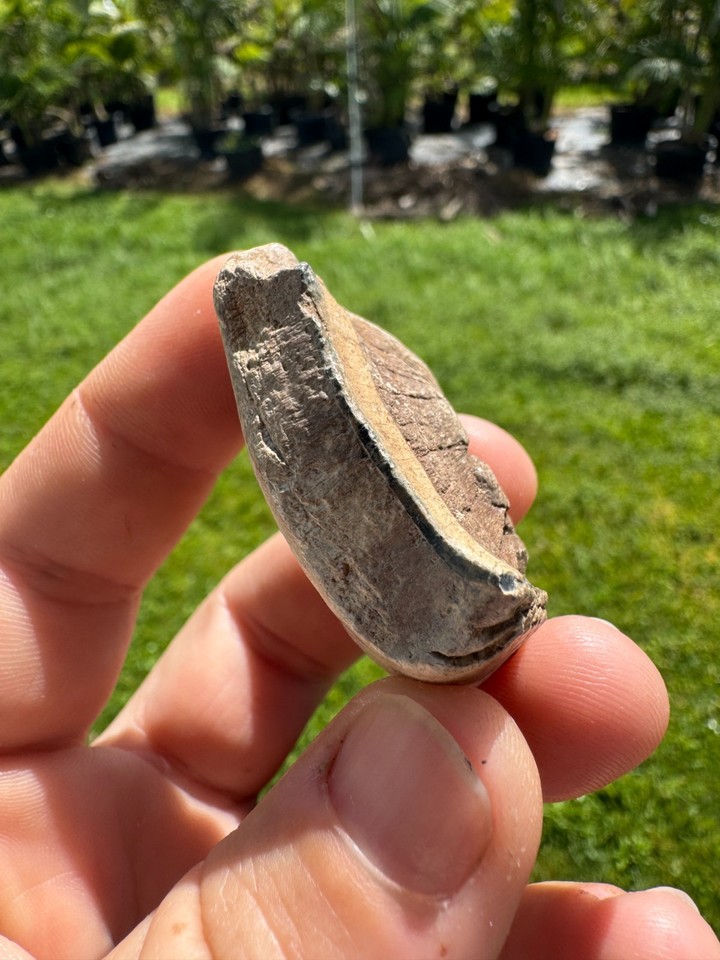 UNCOMMON FLORIDA EREMOTHERIUM MOLAR TOOTH ICE AGE GIANT GROUND SLOTH ...