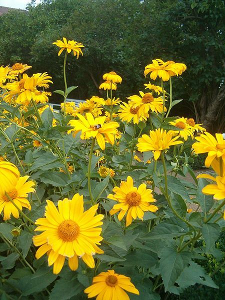 50 SUMMER SUN SUNDROPS Yellow Heliopsis Scabra False Sunflower Flower ...