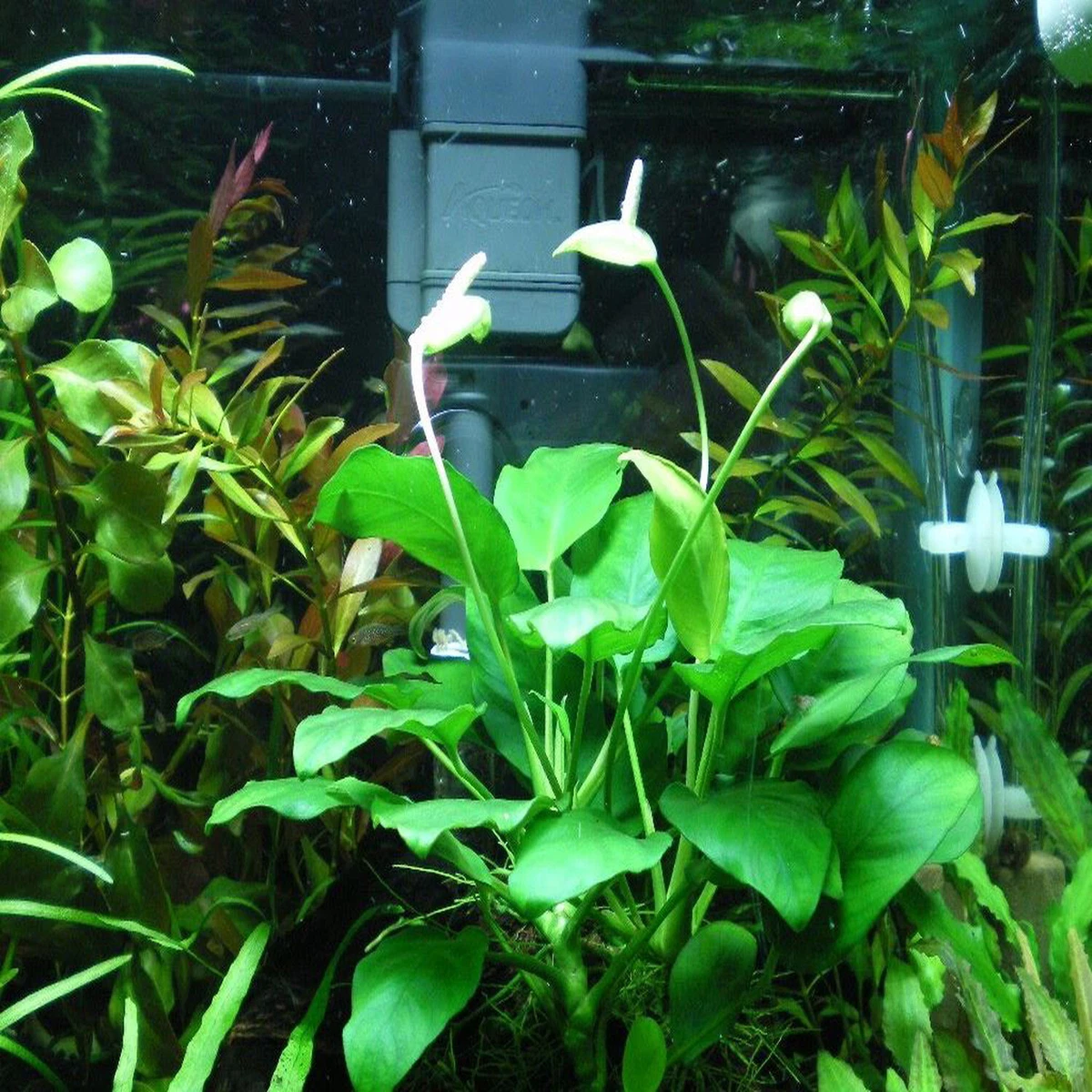 Freshwater Aquarium Plants Species