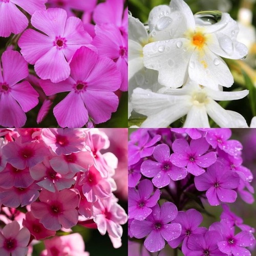 Dwarf Phlox Seeds Canada, Mixed Color Annual Fragrant Flower Seeds ...