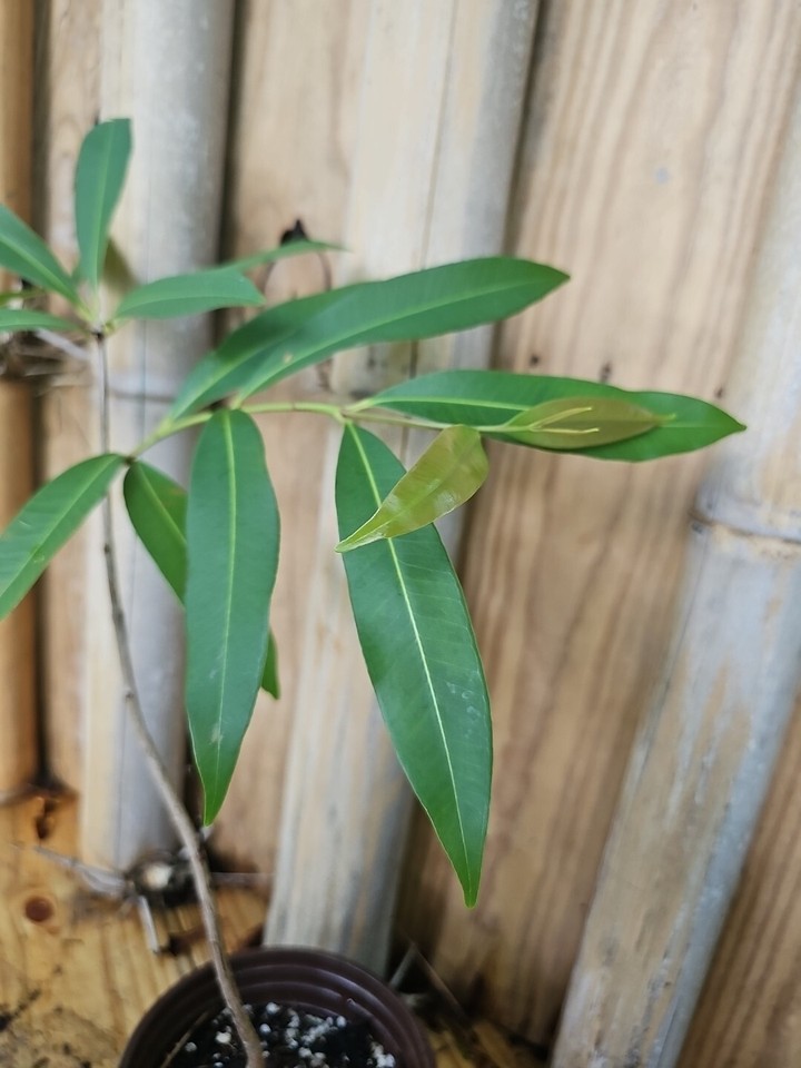 JAMUN JAMBUL FRUIT TREE Syzygium cumini INDIAN WAX APPLE Java plum live ...