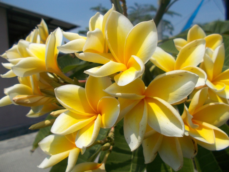 HAWAIIAN MIXED PLUMERIA FRANGIPANI PLANT CUTTINGS - FRAGRANT EASY TO ...