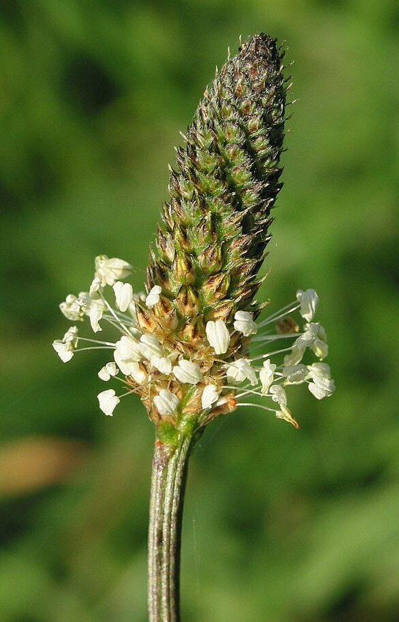 Common Plantain Seed