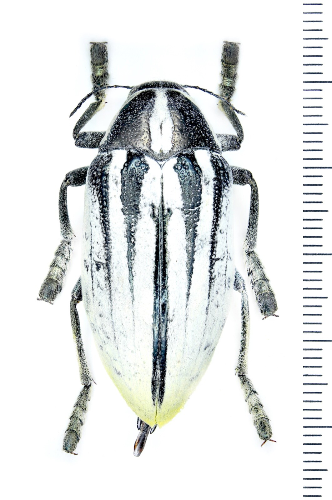 Buprestidae, Julodis cailliaudi ssp. spectabilis Gory, 1840, Saudi ...