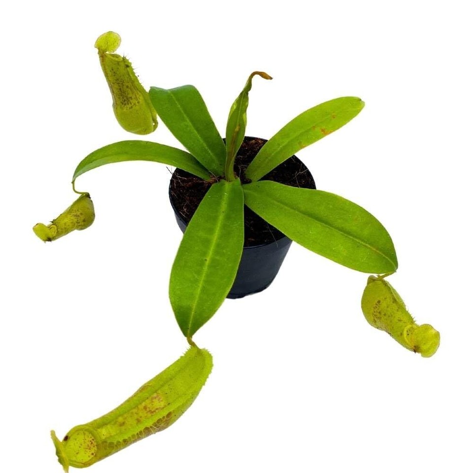 Nepenthes Hispida Beck, 2 inch, Winged Pitcher Rare Carnivorous Plant ...