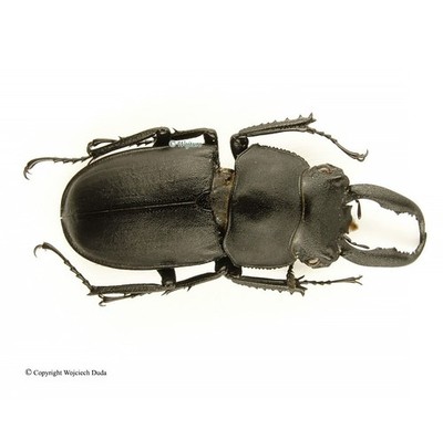 Rhaetulus recticornis, very rare, 38mm, Japan | eBay