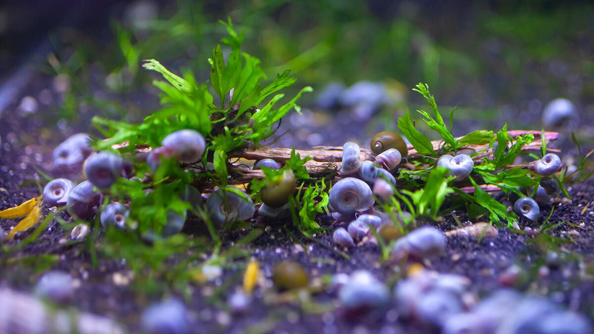 6 BLUE Leopard Ramshorn Live Designer Snails Freshwater Aquarium Pond ...