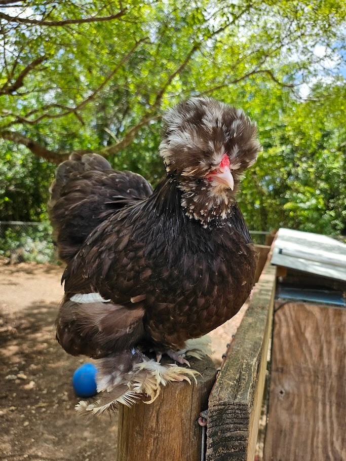 6 Chocolate Mottled Silkie Hatching Eggs, Frizzles & Showgirls Possible ...