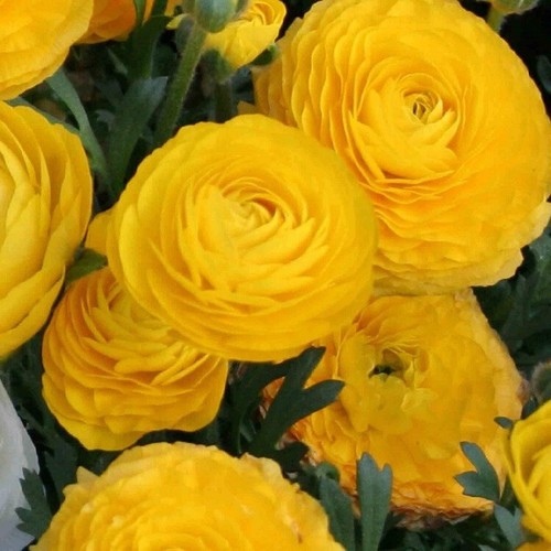 10 RANUNCULUS YELLOW TOMER BULBS/CORMS GARDEN PERENNIAL SUMMER ...
