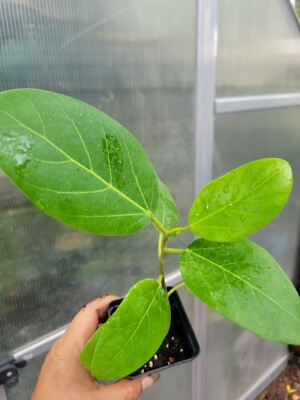Audrey Fig (Banyan Tree) - Ficus benghalensis 6 To 12 Inches Tree 3 ...
